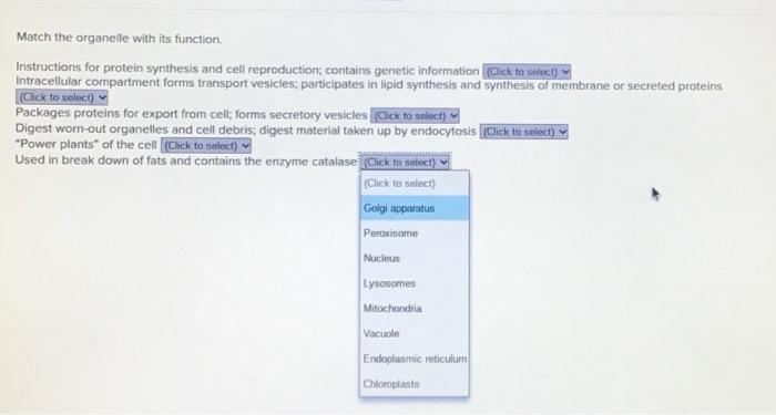 Solved Match the organelle with its function. (all click | Chegg.com