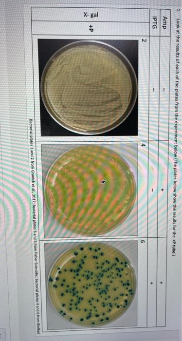 Data Table: Review the results for the 6 experiment | Chegg.com