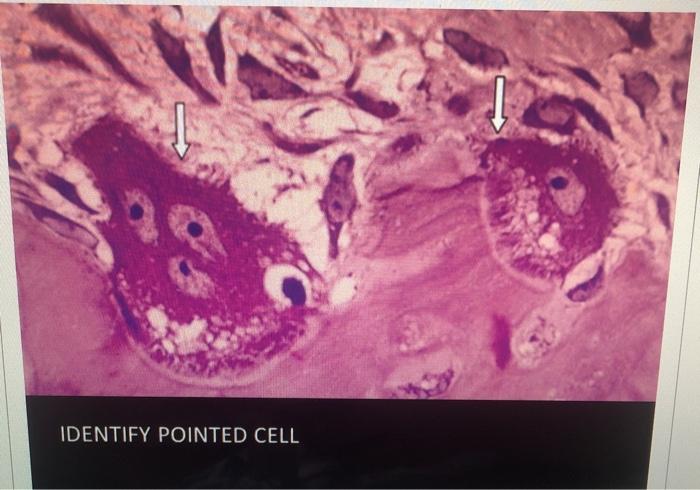 Solved IDENTIFY POINTED CELL 1. 2 | Chegg.com