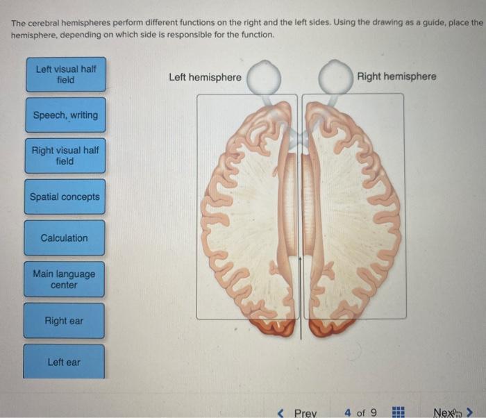 Solved The cerebral hemispheres perform different functions | Chegg.com