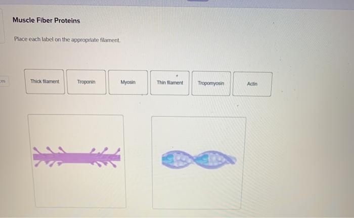 Solved Muscle Fiber Proteins Place each label on the | Chegg.com