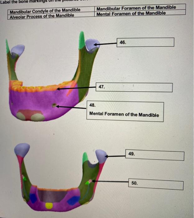 Solved Label the bone markings Mandibular Condyle of the | Chegg.com