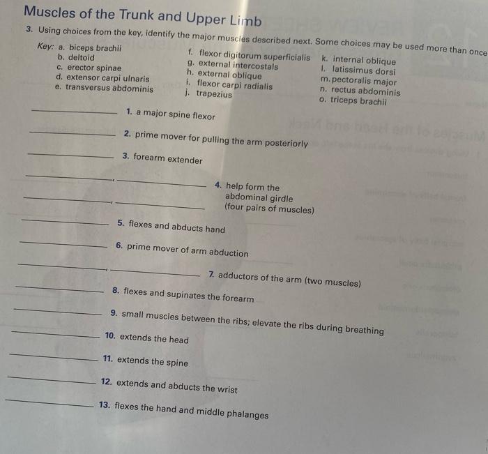 Solved Muscles of the Trunk and Upper Limb 3. Using choices | Chegg.com