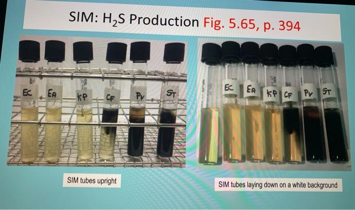 Solved SIM: H2S Production Fig. 5.65, p. 394 EC EC EA КР Ру | Chegg.com