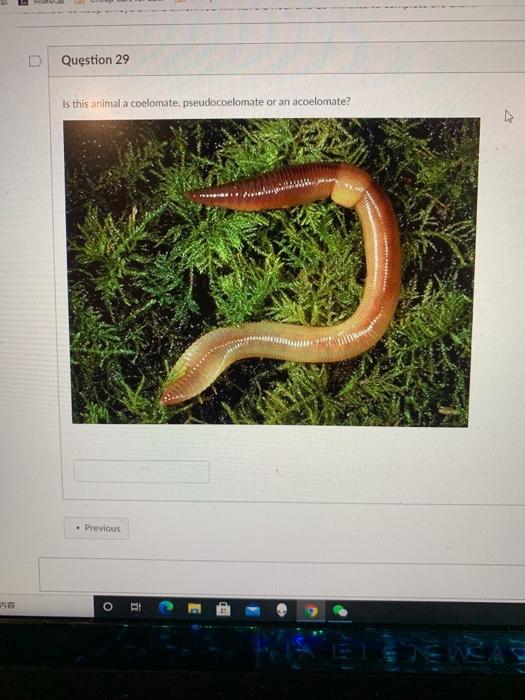 Solved D Question 29 Is this animal a coelomate, | Chegg.com