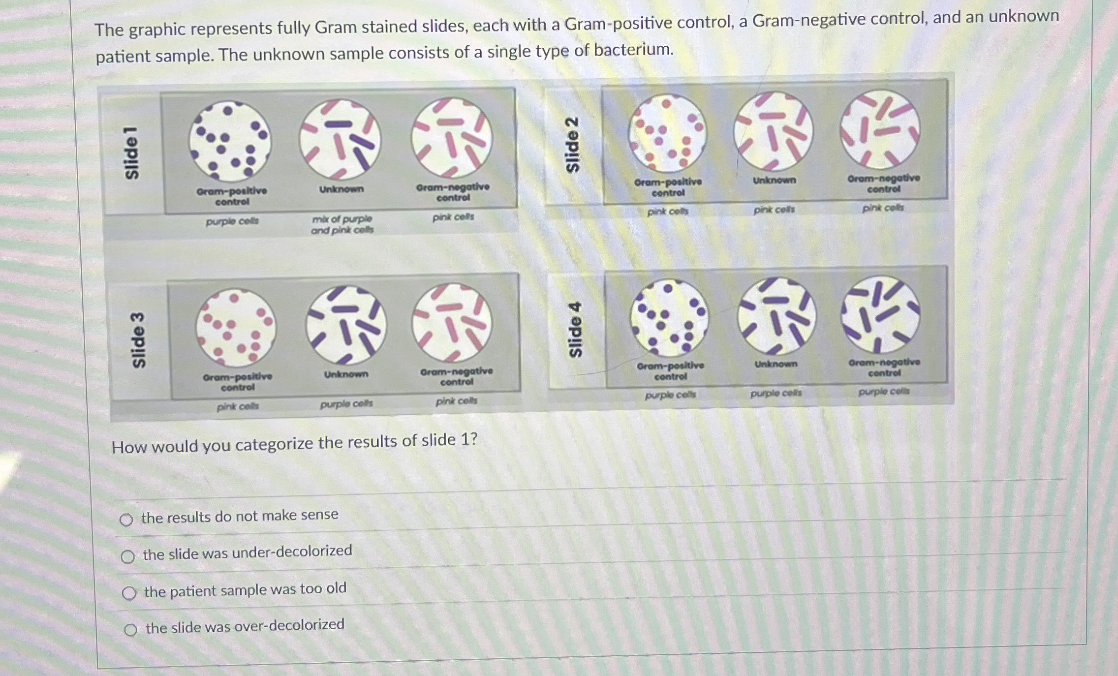 Solved The graphic represents fully Gram stained slides, | Chegg.com