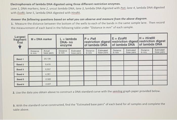 Electrophoresis of lambda DNA digested using three | Chegg.com