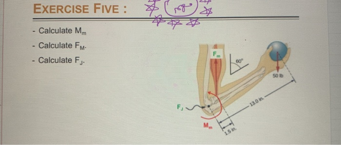Solved EXERCISE FIVE : - Calculate MM - Calculate FM- - | Chegg.com