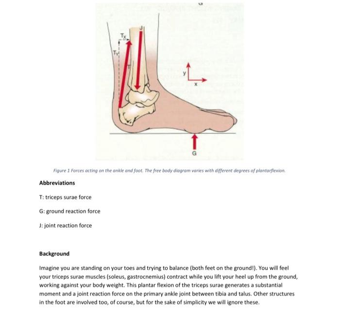 Solved Figure 1 Forces acting on the onkle and foot. The | Chegg.com
