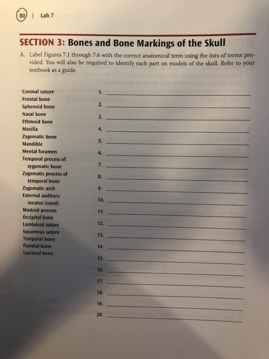 Solved 80 Lab 7 SECTION 3: Bones and Bone Markings of the | Chegg.com