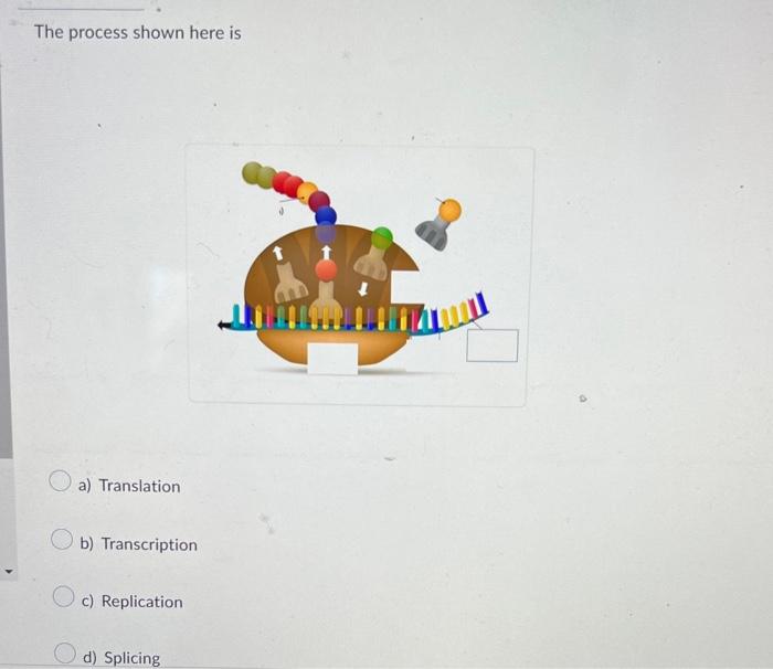 Solved The process shown here is a) Translation b) | Chegg.com