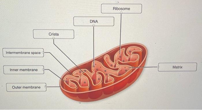 Solved Match each label wish the correct structure in the | Chegg.com