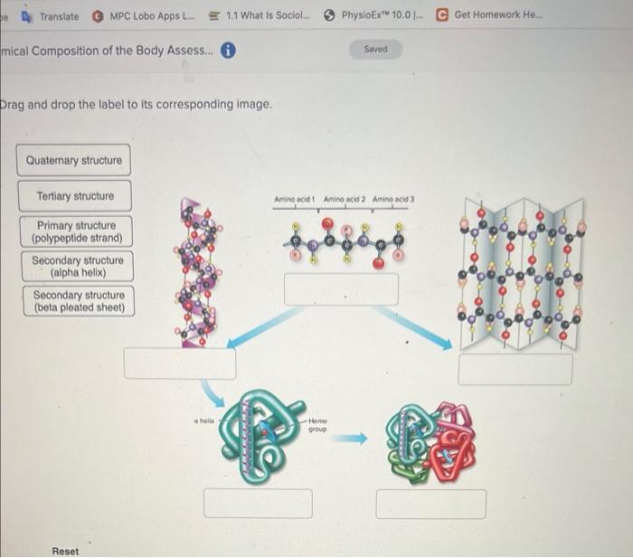 Solved Drag and drop the label to its corresponding image. | Chegg.com