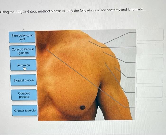 Solved Using the drag and drop method please identify the | Chegg.com