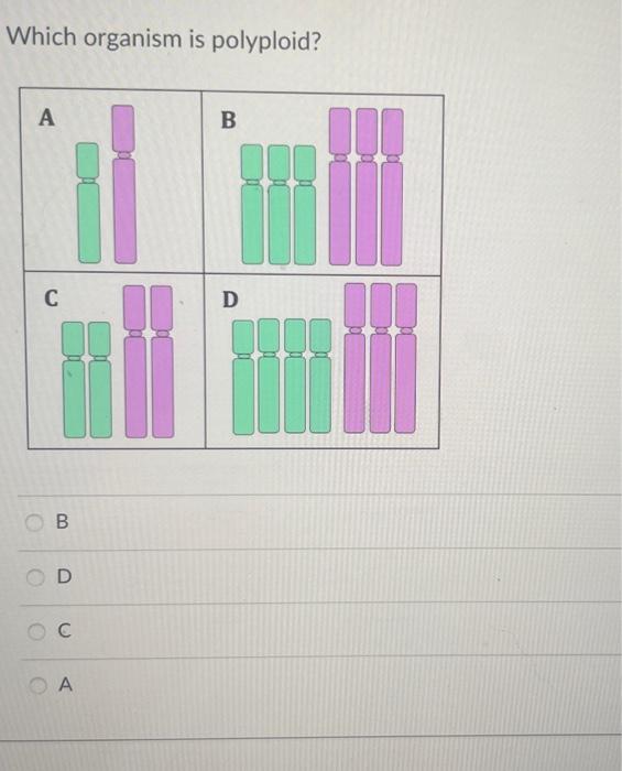 Solved Which organism is polyploid? A C OB D C A B I D QU | Chegg.com