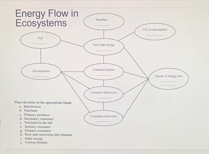 Solved Energy Flow in Ecosystems f. Tertiary consumer g. | Chegg.com