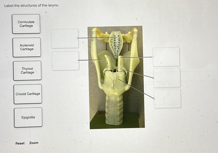 Label the structures of the larynx. | Chegg.com