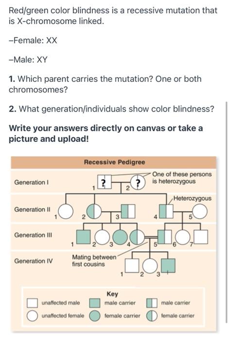 Solved Red/green color blindness is a recessive mutation | Chegg.com