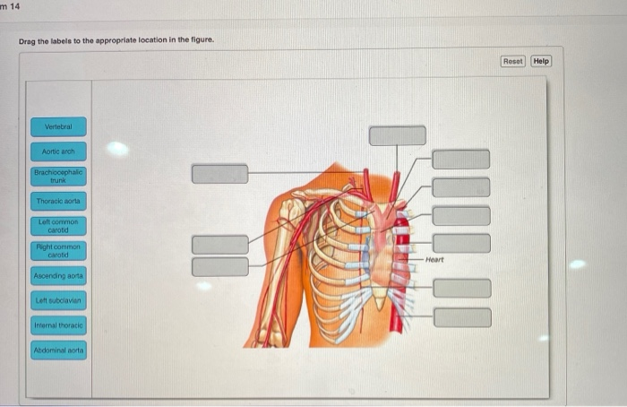 Solved m 14 Drag the labels to the appropriate location in | Chegg.com
