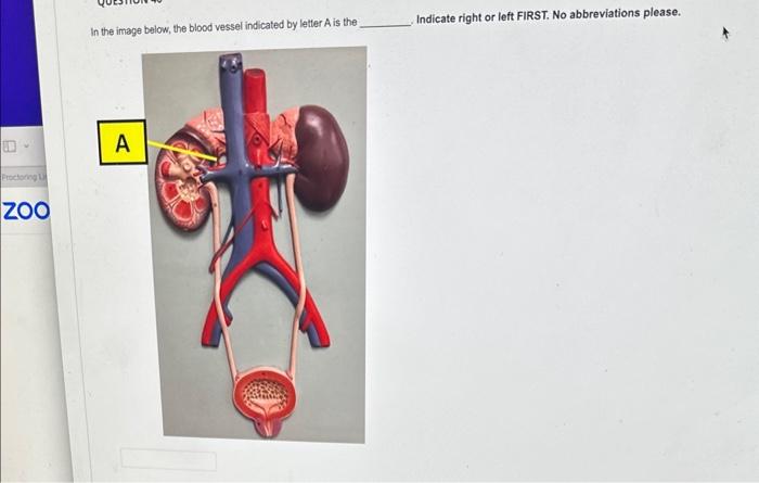 Solved In the image below, the blood vessel indicated by | Chegg.com