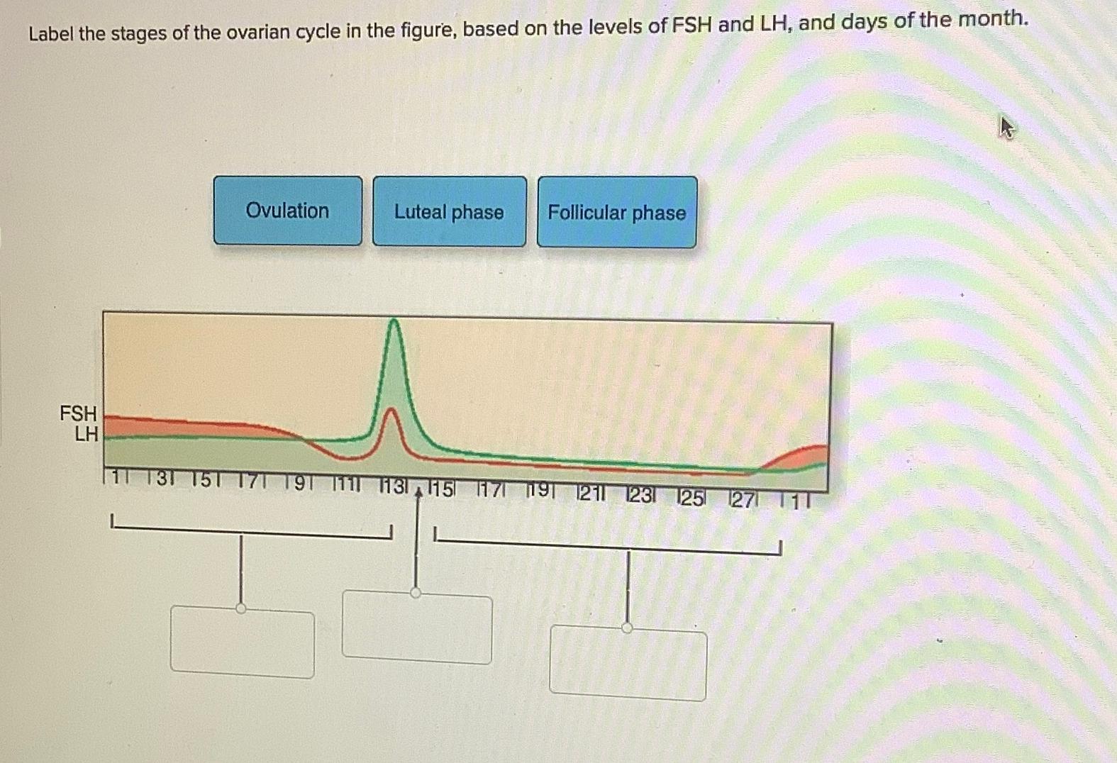 Solved Label the stages of the ovarian cycle in the figure, | Chegg.com