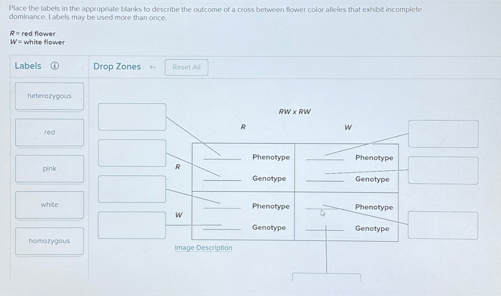 Solved Place the labels in the appropriate blanks to | Chegg.com