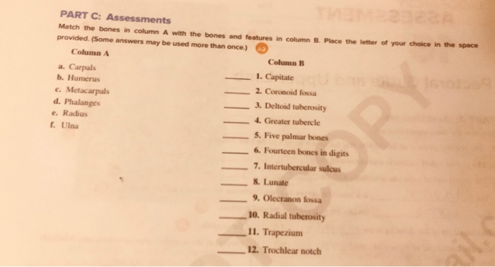 Solved PART C: Assessments Match the bones in column A with | Chegg.com Solved PART C: Assessments Match the bones in column A with | Chegg.com
