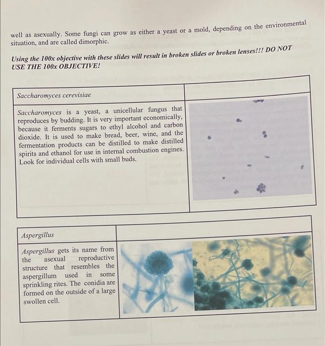 EXERCISE 3: Observation of Prepared Specimens | Chegg.com
