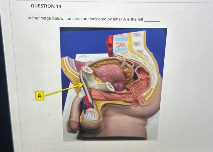 Solved In the image below, the structure indicated by letter | Chegg.com