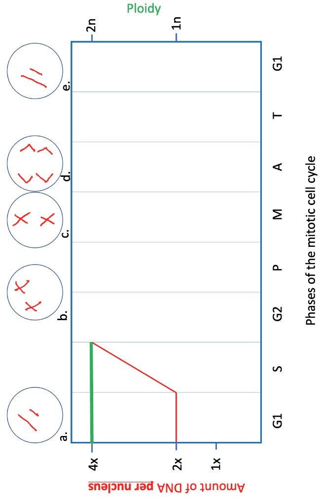 Solved 7. ﻿The graph below shows interphase and then a | Chegg.com