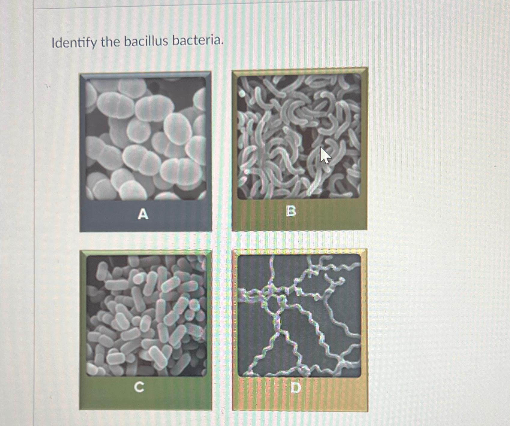 Solved identify the bacillus bacteria | Chegg.com