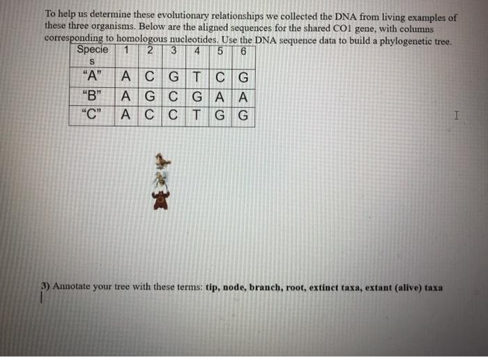 Solved 1) How many ROOTED, bifurcating trees can you draw | Chegg.com