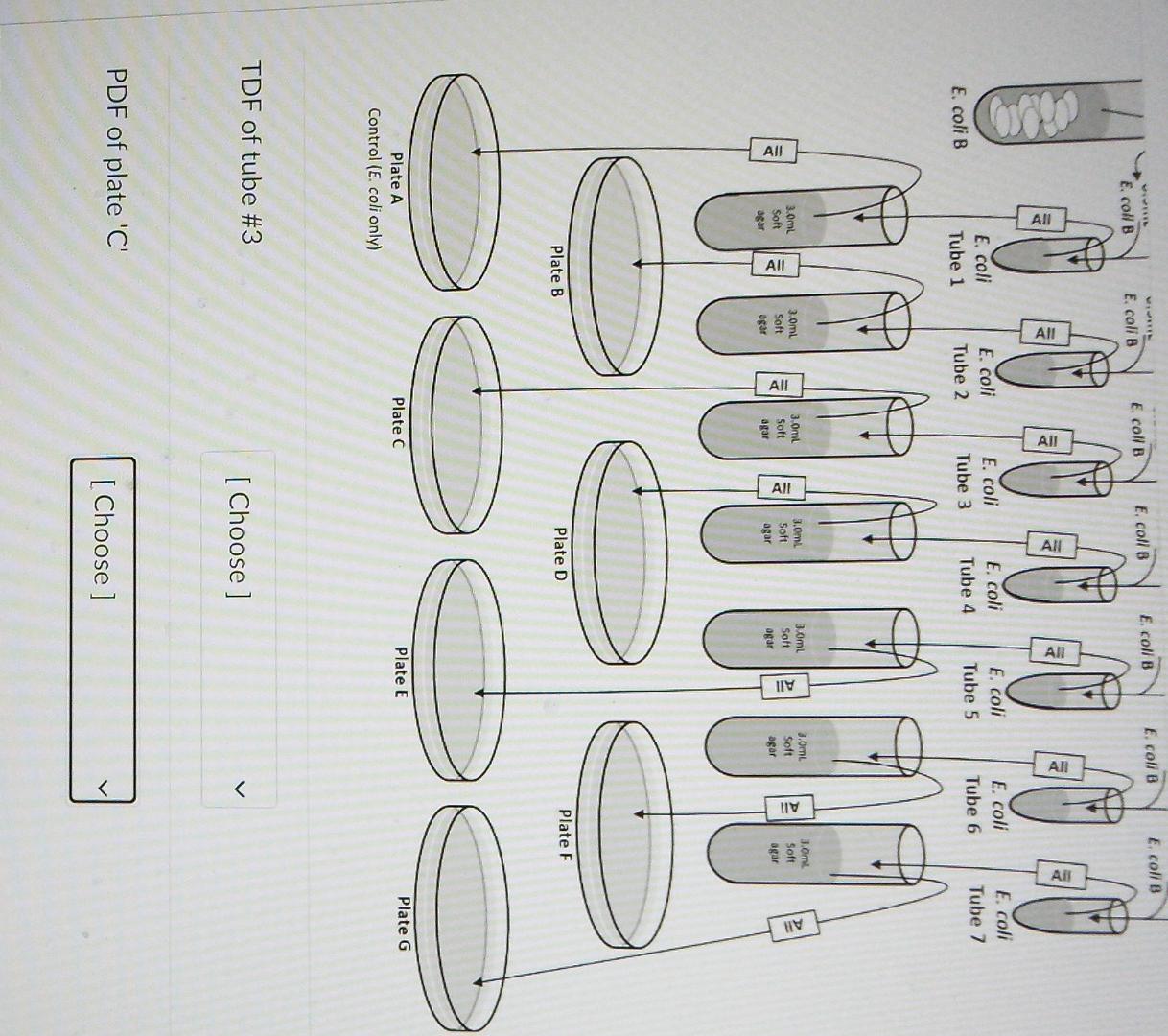 What is the total dilution factor (TDF) of tube \#3 | Chegg.com
