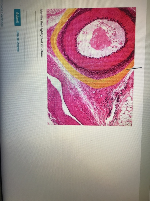 Solved Identify the highlighted structure. Submit Request | Chegg.com