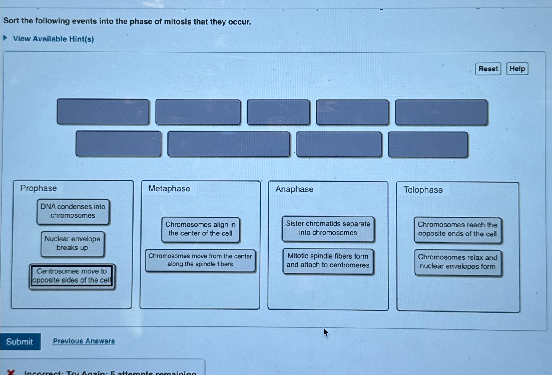 Solved Sort the following events into the phase of mitosis | Chegg.com