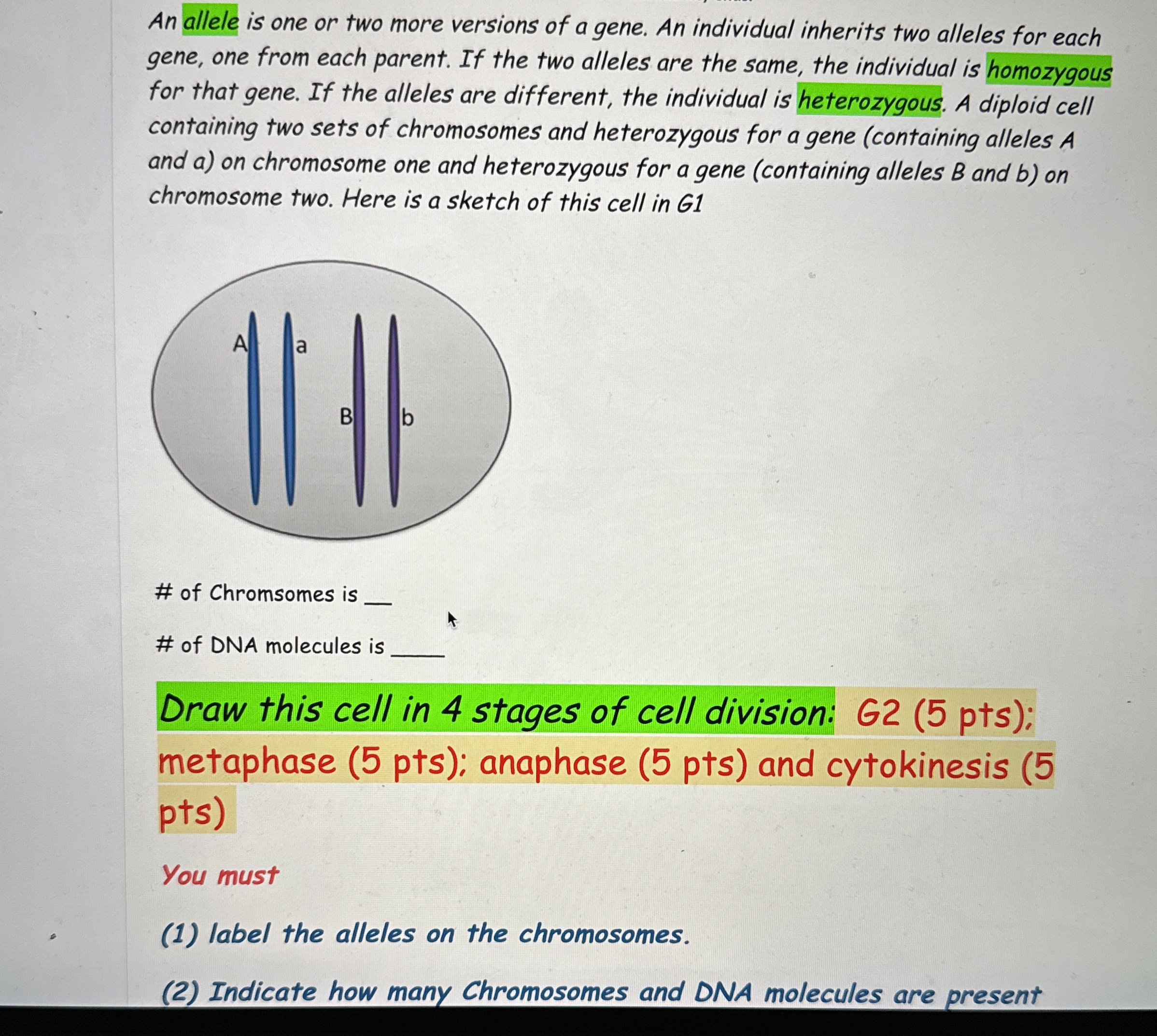 Solved Draw this cell in 4 ﻿stages of cell division: G2 (5 | Chegg.com
