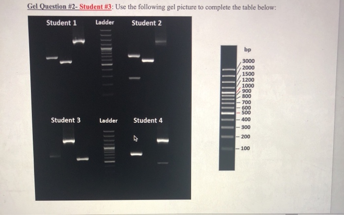 Solved Gel Question #2- Student #3: Use the following gel | Chegg.com
