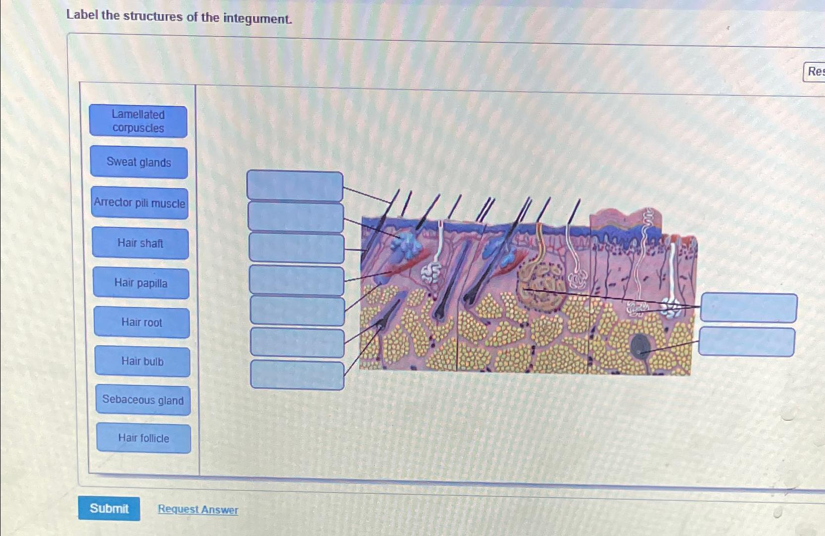 Solved Label the structures of the integument.Re:Request | Chegg.com