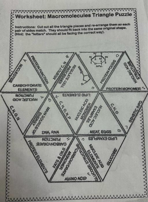 Solved Worksheet: Macromolecules Triangle Puzzle Cut out all | Chegg.com
