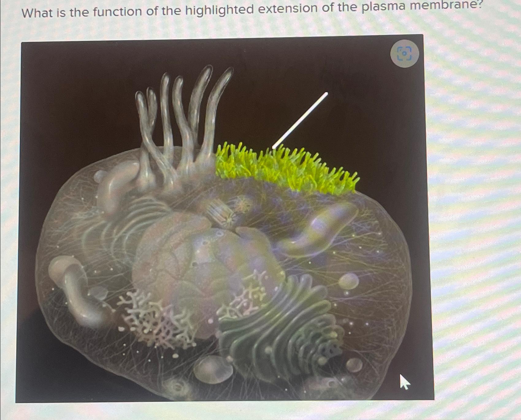 Solved Function of highlighted plsma membrane | Chegg.com