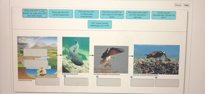 Solved Reset Help Birds with DDT in their bodies lay eggs | Chegg.com