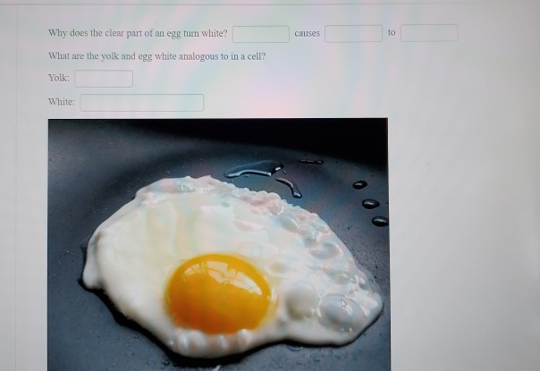 Solved Why does the clear part of an egg turn white? causes | Chegg.com