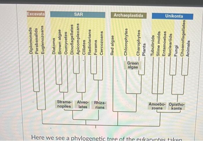 Solved fill out these blanks Here we see a phylogenetic tree | Chegg.com