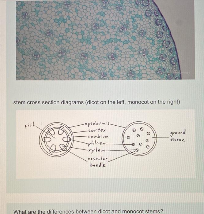 Solved dicot stem cross section monocot stem cross section | Chegg.com