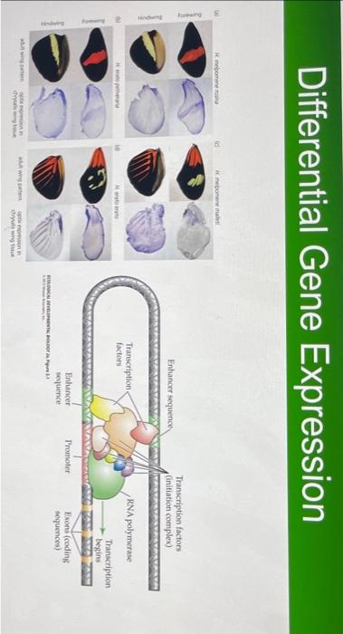 Solved What are homeotic selector genes? Why was the | Chegg.com