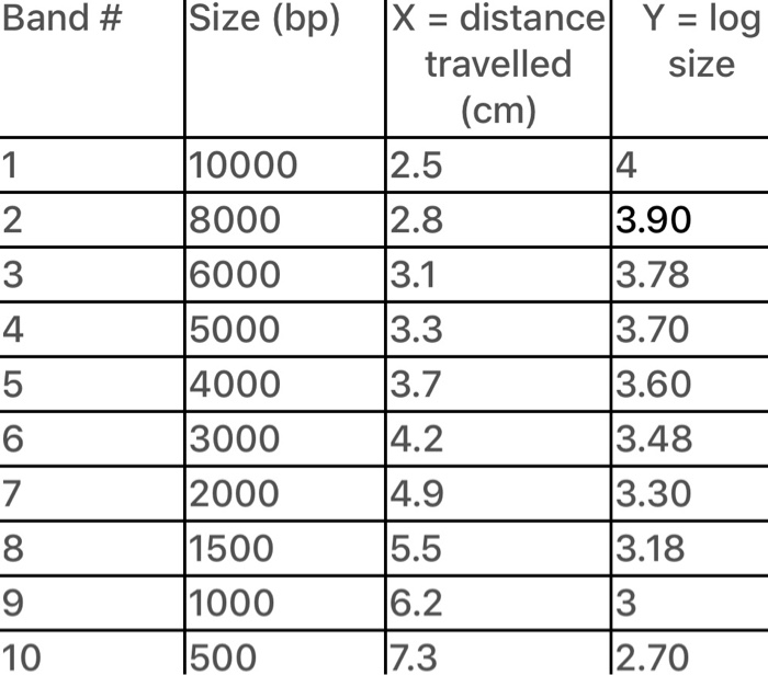 Solved Band # Size (bp) X = distance Y = log travelled | | Chegg.com