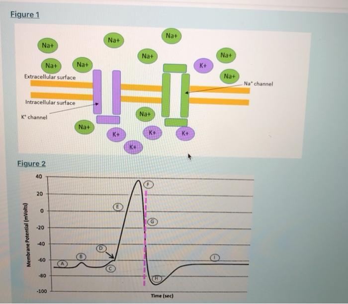 Solved Figure 1 Na+ Na+ Na+ Na+ Na+ K+ Na+ Na+ Extracellular | Chegg.com