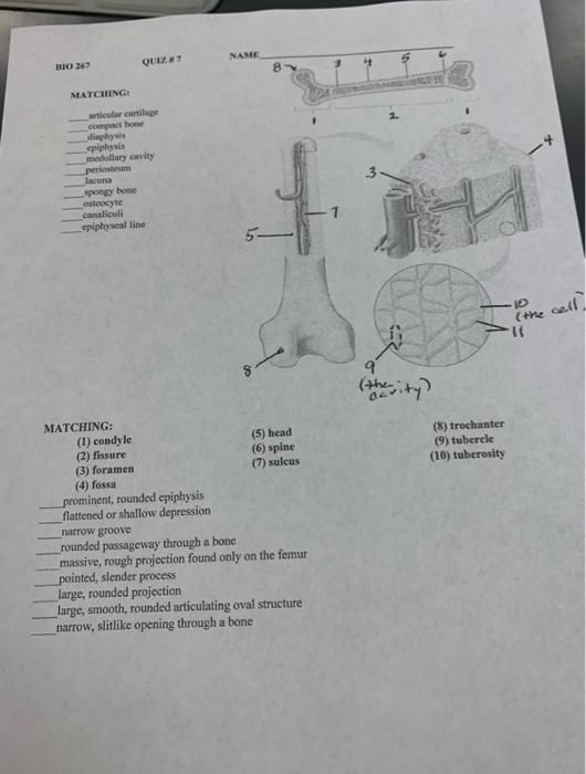 Solved MATCIHNG! articular cartilage compart bone diaythysis | Chegg.com