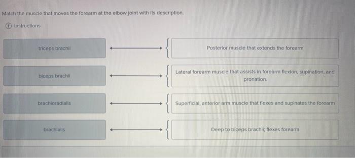 Solved Match the muscle that moves the forearm at the elbow | Chegg.com