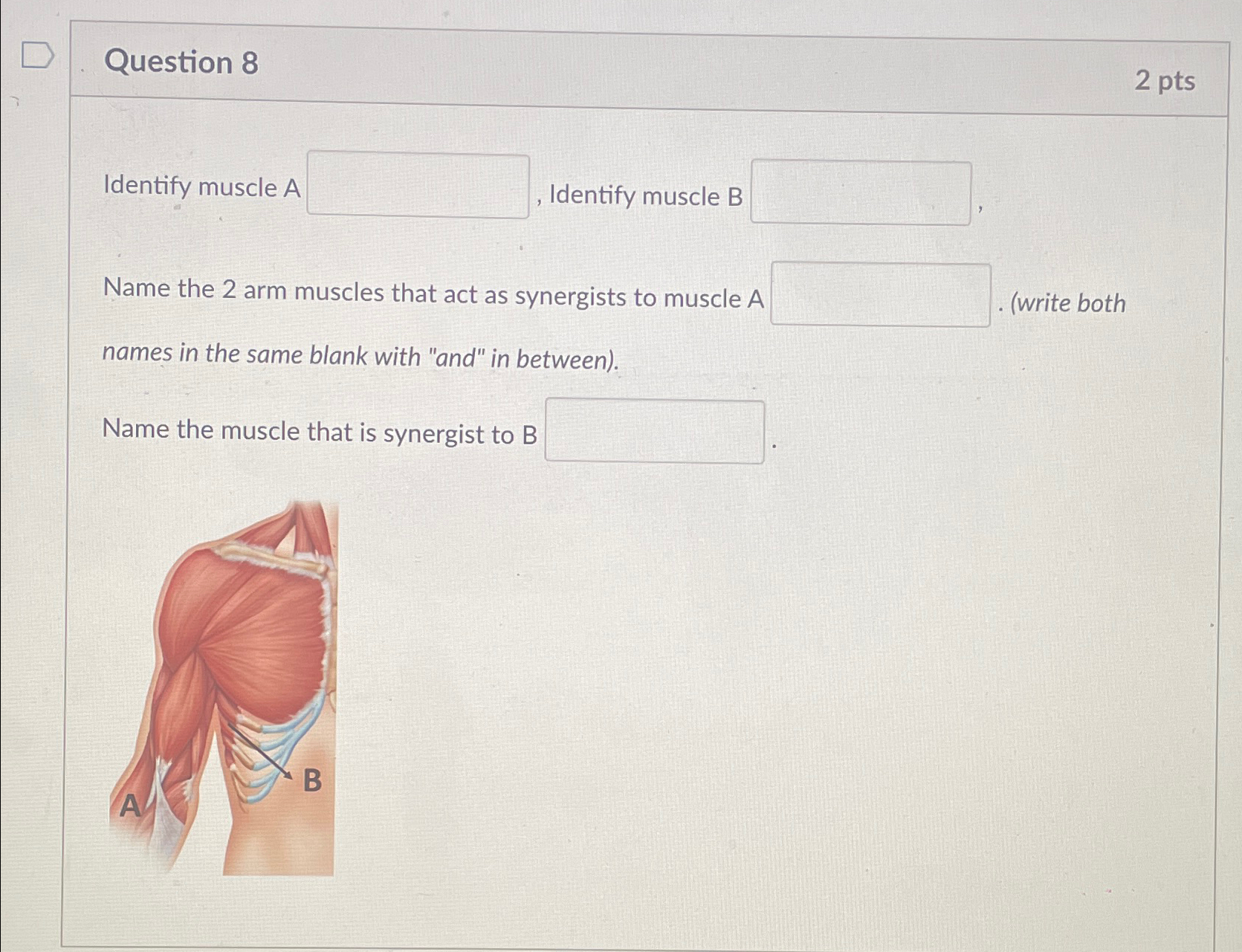 Solved Question 82ptsIdentify muscle A ﻿Identify muscle | Chegg.com